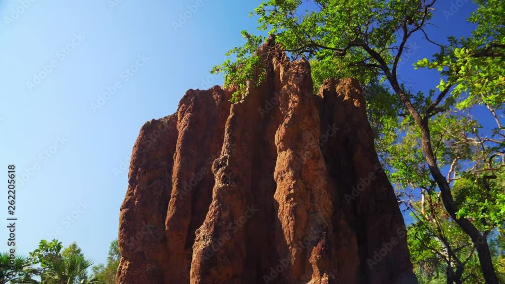 Rotation view of a tall termite house structure, standing among ...