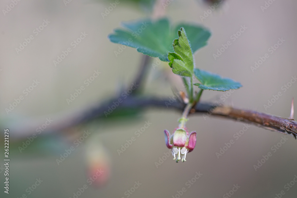 The bush in the forests of Europe Wild gooseberry (grossularia ...