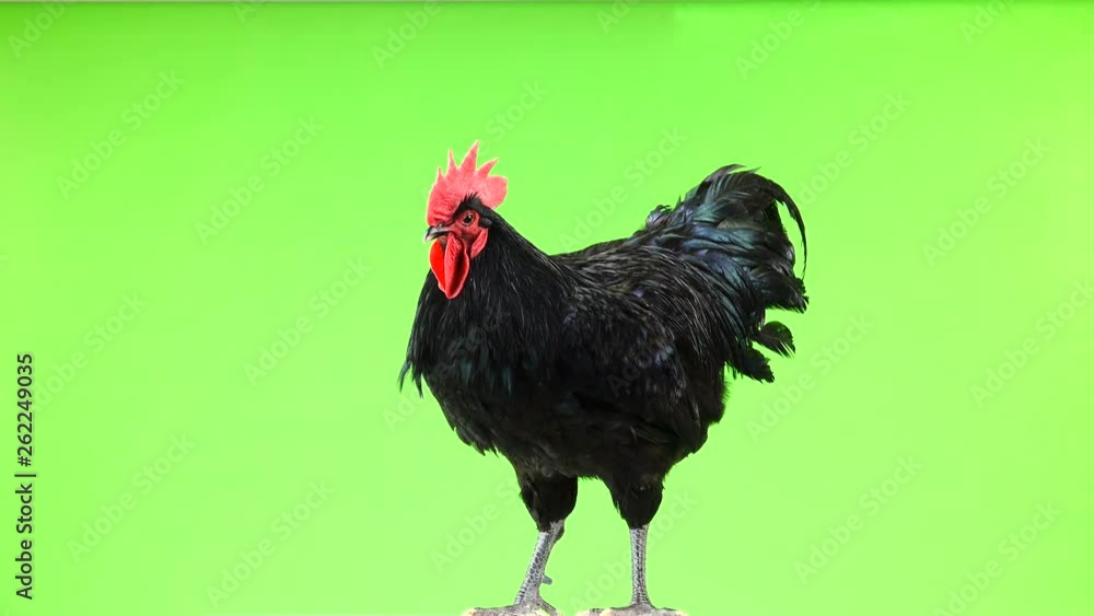 black rooster australorp (Gallus gallus) with dark green plumage ...