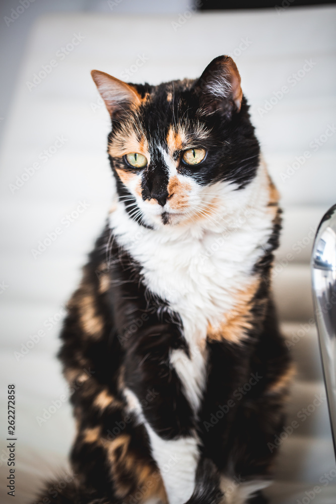 Black Calico Cat