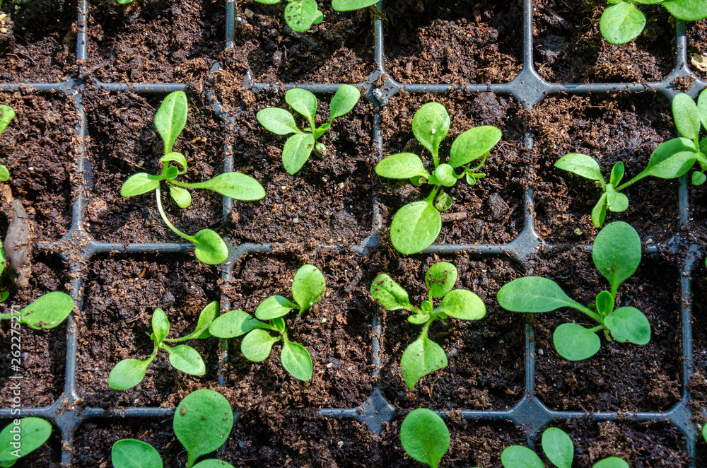 Seedlings growing from seed in a seed tray. Stock Photo | Adobe Stock
