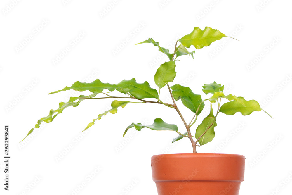 Ficus benjamina or Weeping Fig (cultivar Golden Monique) in flowerpot ...