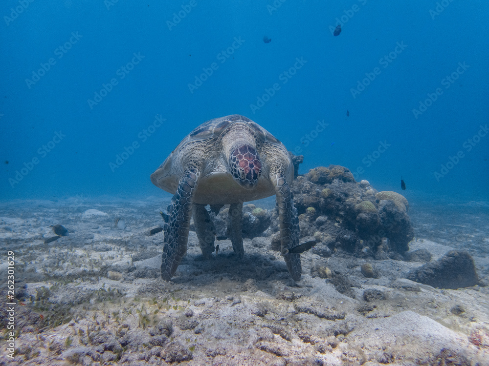 Loggerhead Sea Turtle Limbs