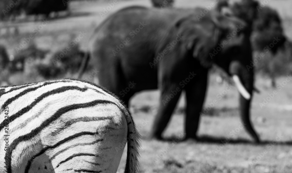 African elephant, photographed at Knysna Elephant Park in the Garden ...