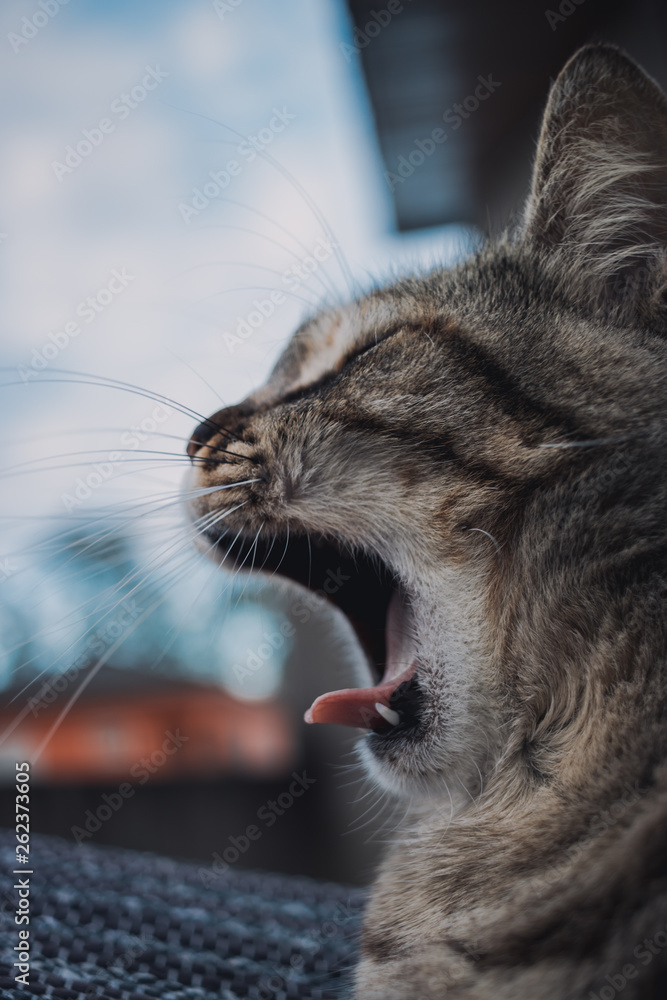 gato com sono Stock Photo | Adobe Stock