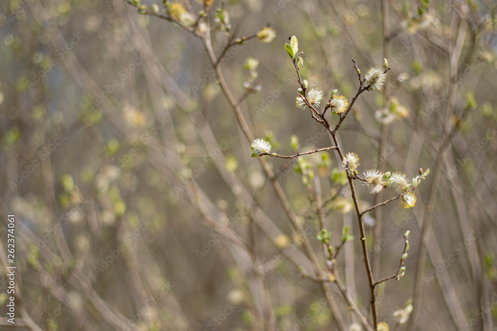 willow tree catkins, Salix caprea, flowering during early spring in ...