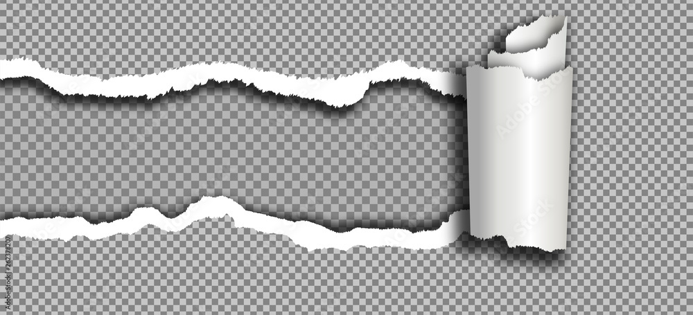 Torn paper. Ripped rolled paper on transparent background. Vector ...