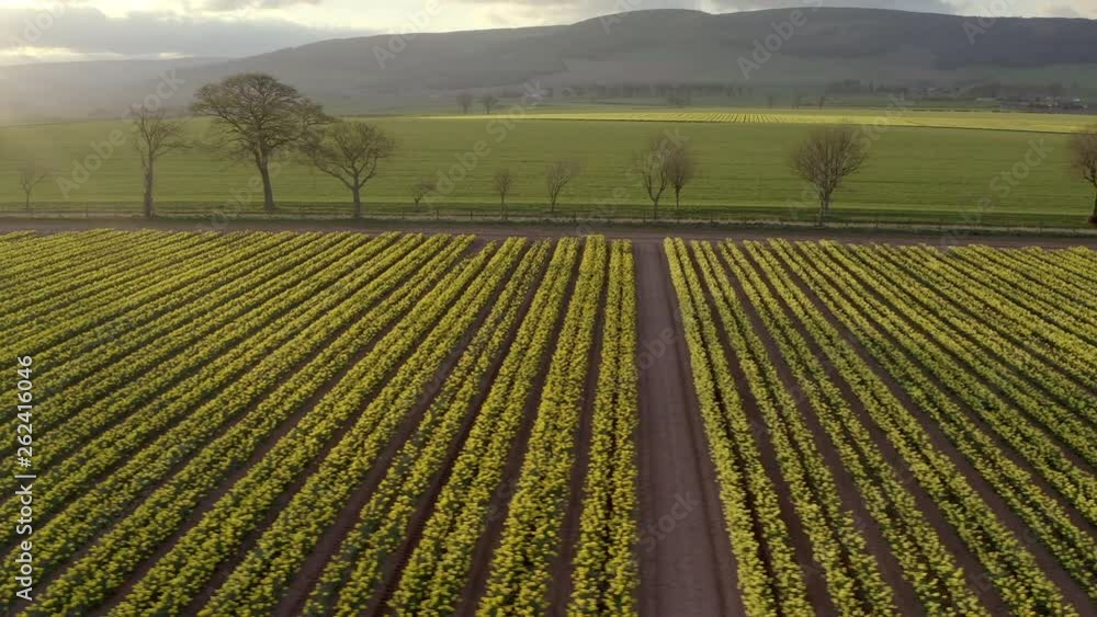 An aerial view traveling left to right along a treeline over a field of ...