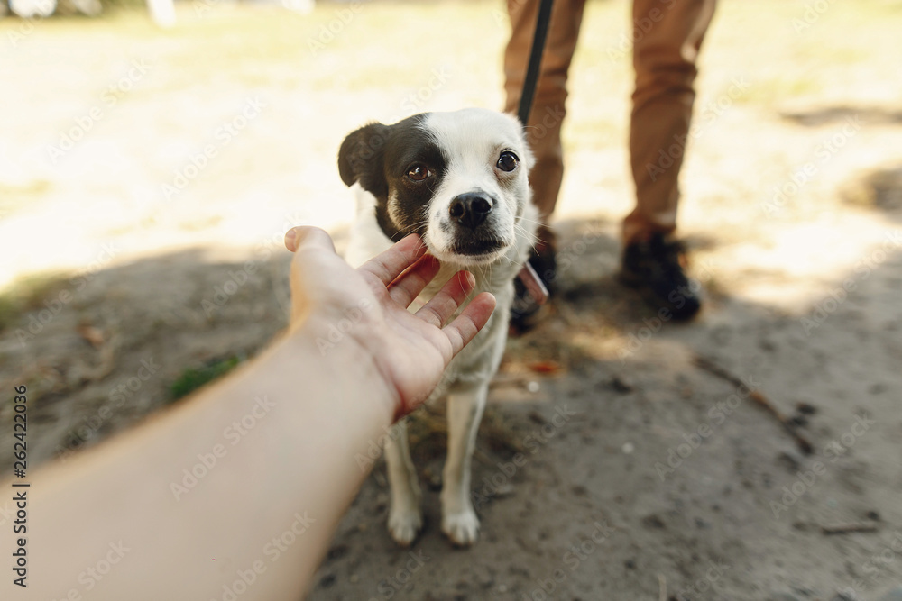 hand of man caress little scared dog from shelter posing outside in ...