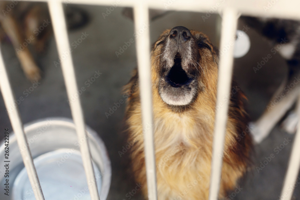 sad puppy crying howling in shelter cage, unhappy emotional moment ...