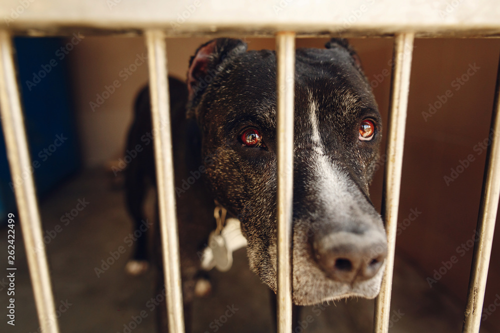 cute pitbul dog in shelter cage with sad crying eyes and pointing nose ...