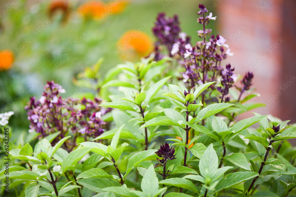 Fresh basil plant tree on nature background / Green leaf and purple ...