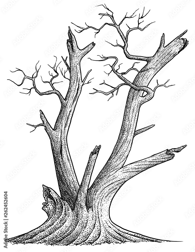 Dead tree illustration, drawing, engraving, ink, line art, vector Stock ...