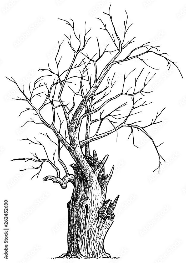 Dead tree illustration, drawing, engraving, ink, line art, vector Stock ...