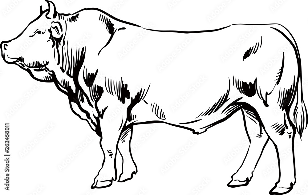 Beef Cow Vector