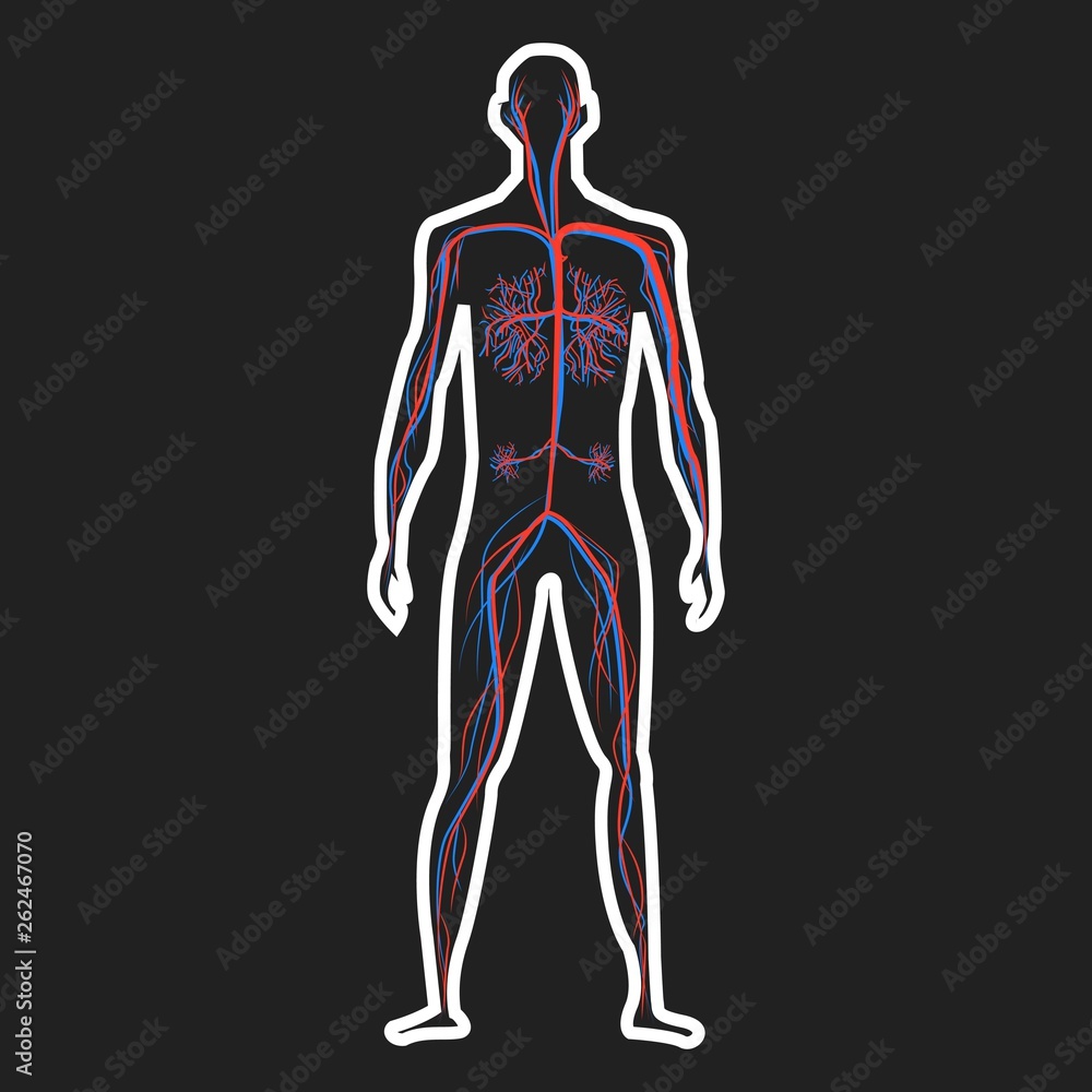 Abstract blood circulation system of human on dark background vector ...