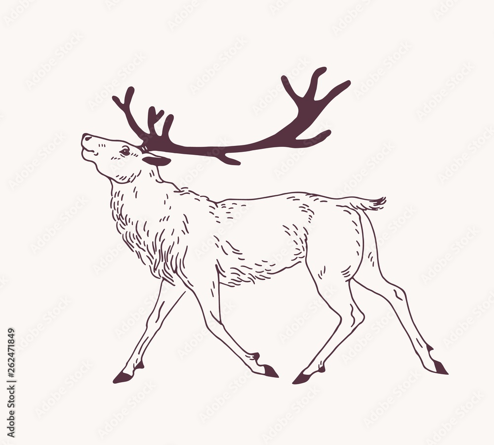 Stag Running Drawing
