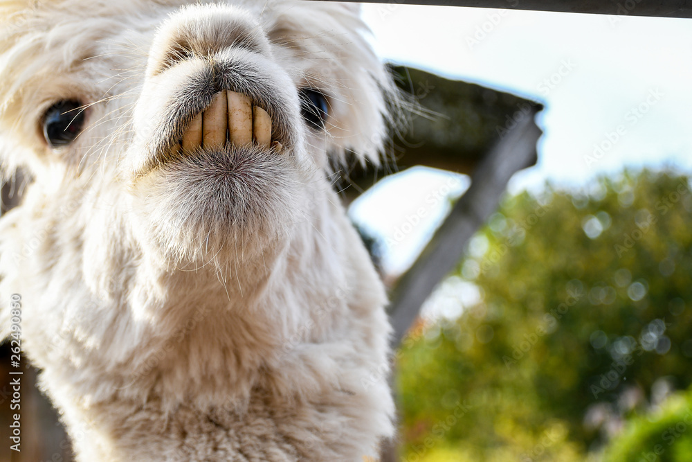 Adorable smiling funny looking white lama with big front teeth looking ...