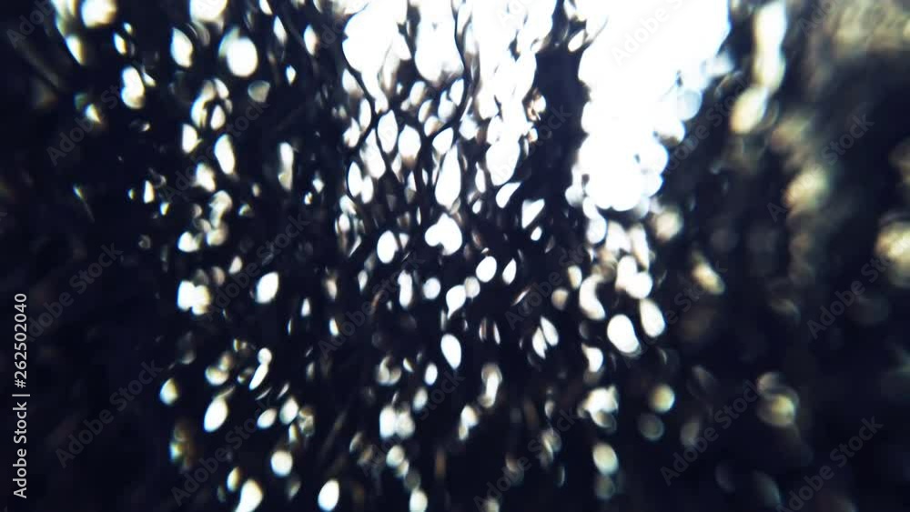 Scary alien forest. Dark mysterious burned forest landscape vídeo do ...