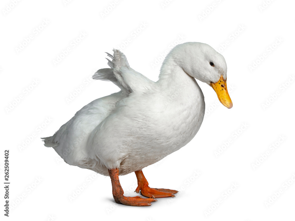 Tame white duck, standing side ways facing camera. Looking down and ...