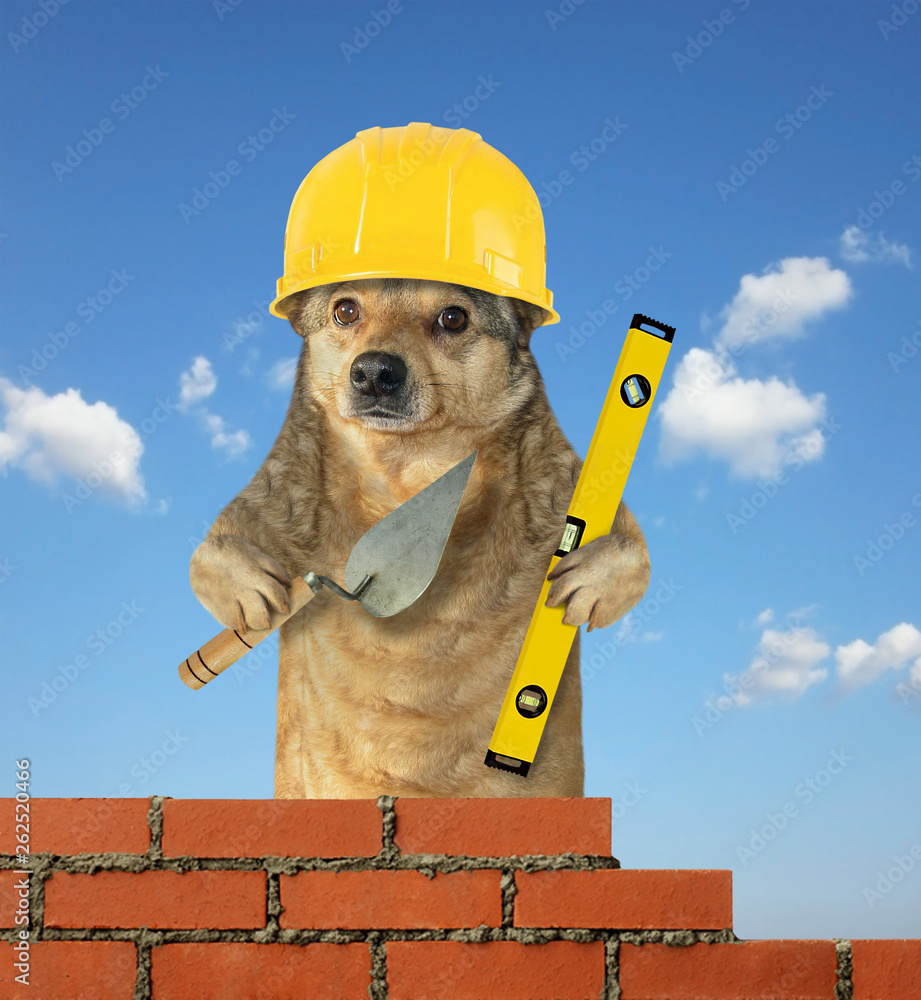 The dog builder in a safety helmet with a trowel and a level builds the ...