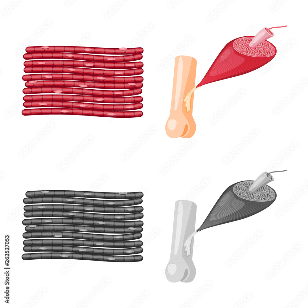 Vector illustration of fiber and muscular icon. Set of fiber and body ...