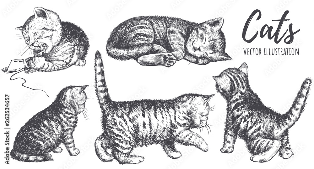 Collection of cats hand drawing. Stock Vector | Adobe Stock