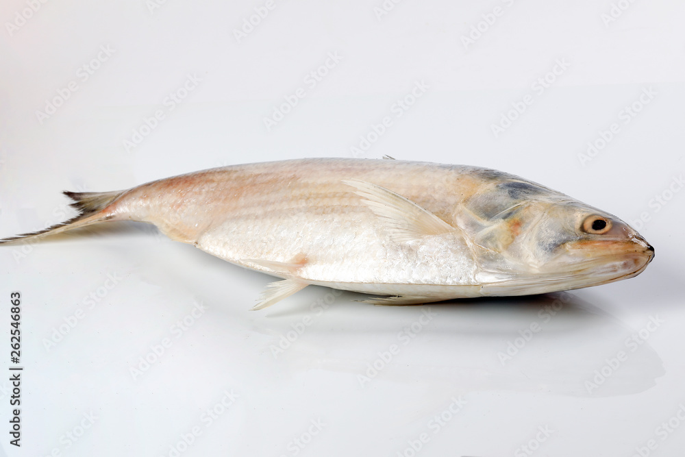 Tenualosa ilisha hilsa herring terbuk fish on white background Stock ...
