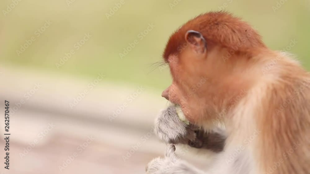 The large-nosed red-haired alpha male proboscis monkey is eating an ...