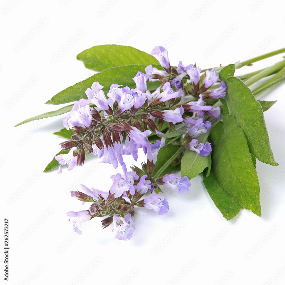 Feuilles et fleurs de sauge Stock Photo | Adobe Stock
