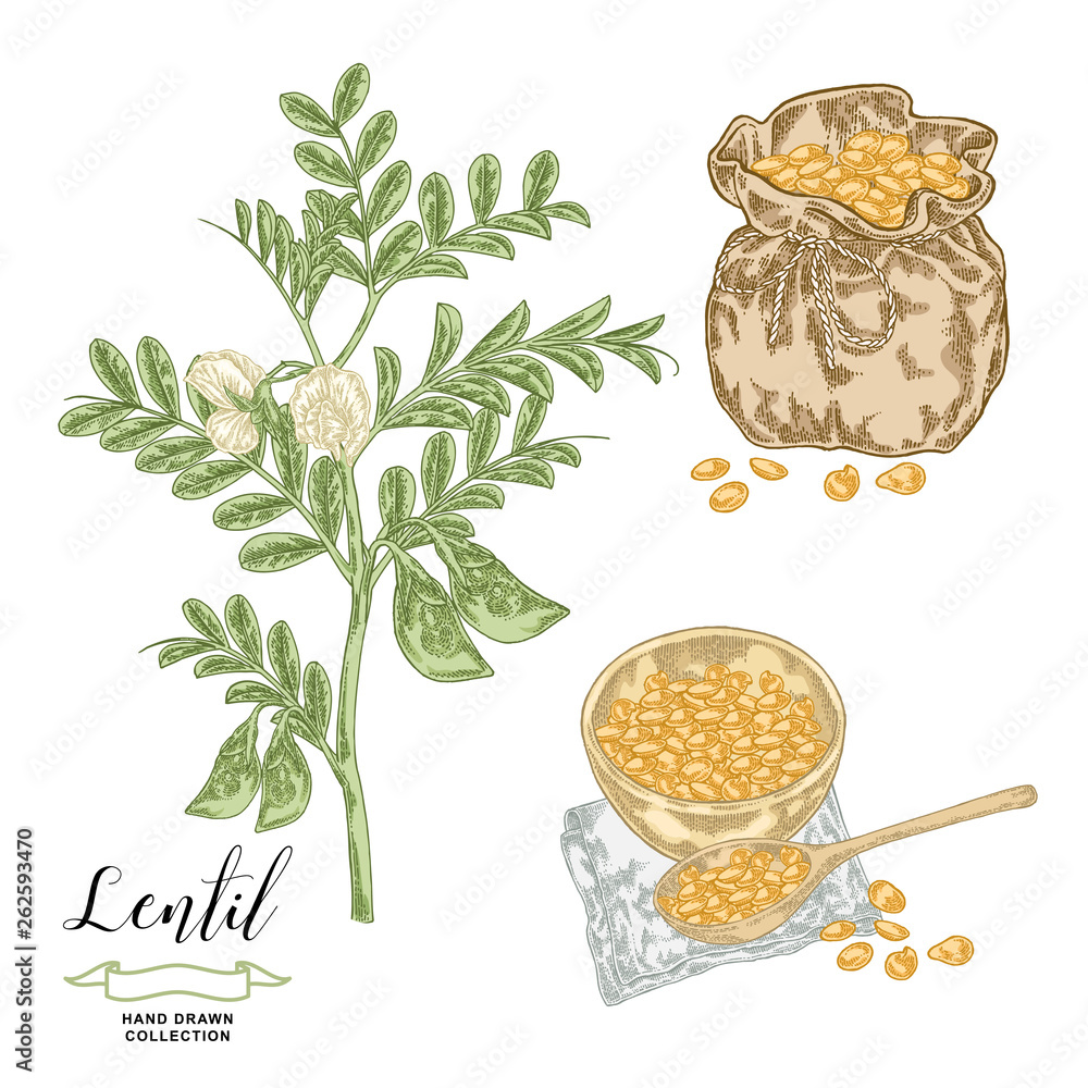 Lentil branch with pods and flowers, ripe lentil seeds in wooden bowl ...