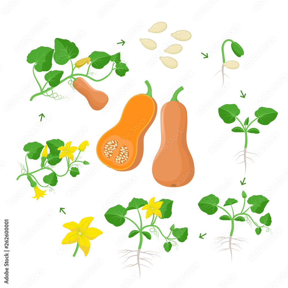 Cucurbita moschataplant growth stages infographic elements in flat ...