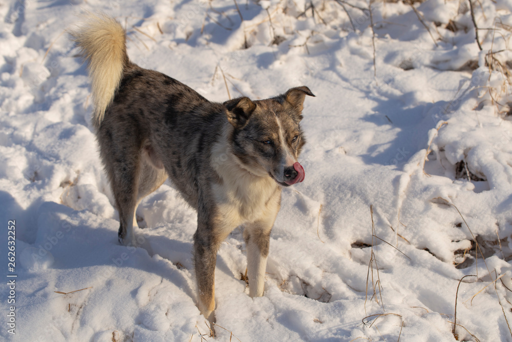 The alpha male of the Australian Shepherd dominates the winter forest ...