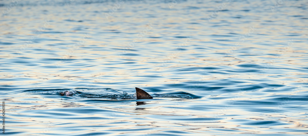 Shark fin on the surface of the ocean. Great White Shark swimming in ...