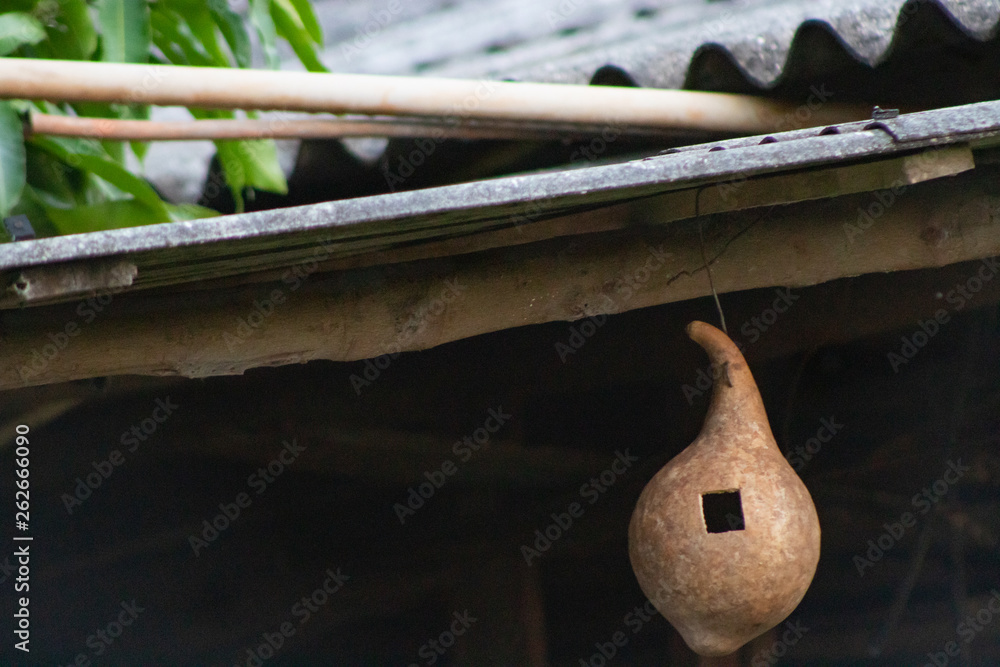 purungo feito da casca do fruto caxi Stock Photo | Adobe Stock