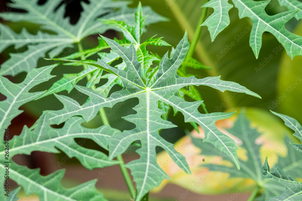 Chaya or tree spinach, is a large, growing leafy perennial shrub. Stock ...