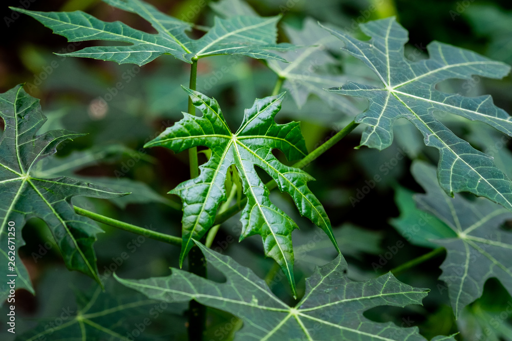 Chaya or tree spinach, is a large, growing leafy perennial shrub. Stock ...