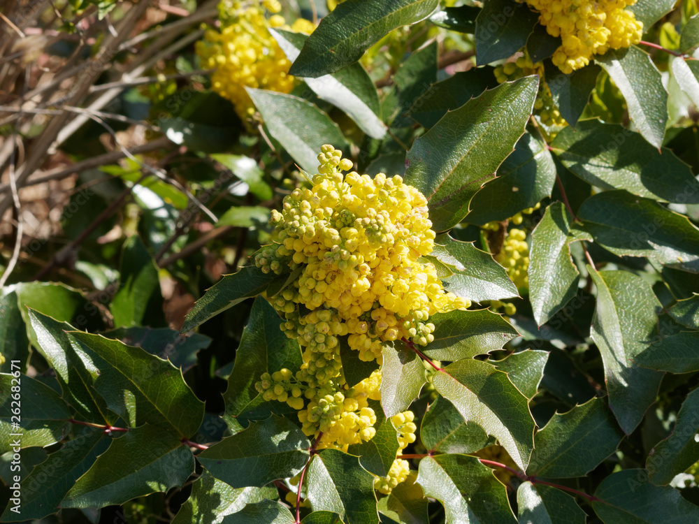 Berberis aquifolium - Arbuste le Mahonia faux houx ou Mahonia à ...