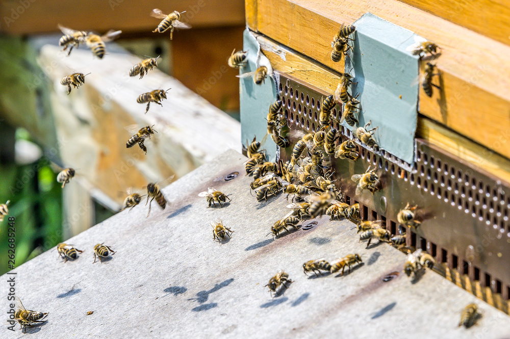 Honey bee beehive fly in carry pollum working in the summertime Stock ...