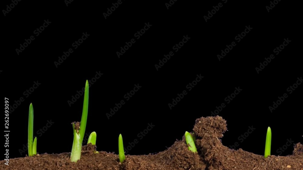 Vidéo Stock Growing onion Time lapse with alpha channel (codec: png ...