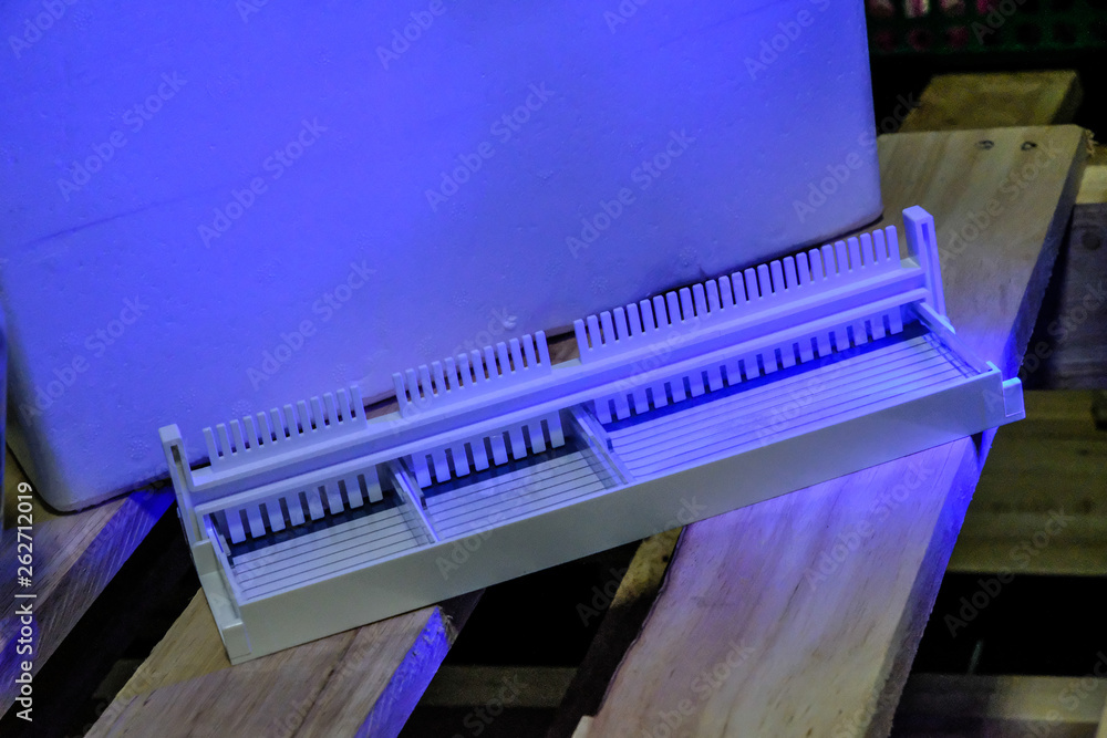 the science DNA analysis by PCR-RFLP of Apis mellifera by gel ...