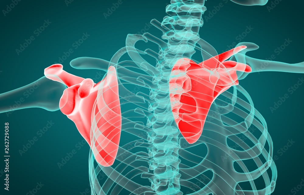 Human Skeleton System Scapula with Labels Anatom Stock Illustration ...