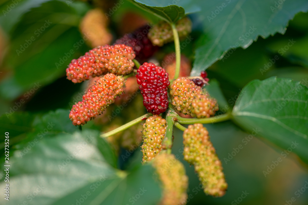 Growing mulberries Stock Photo | Adobe Stock
