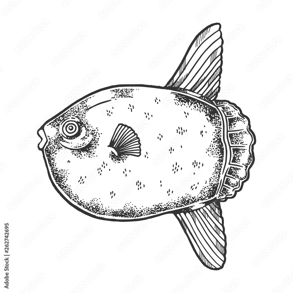 Ocean sunfish animal sketch engraving vector illustration. Scratch ...