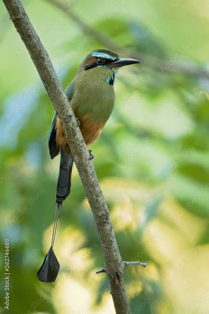 Turquoise-browed motmot (Eumomota superciliosa) also known as Torogoz ...