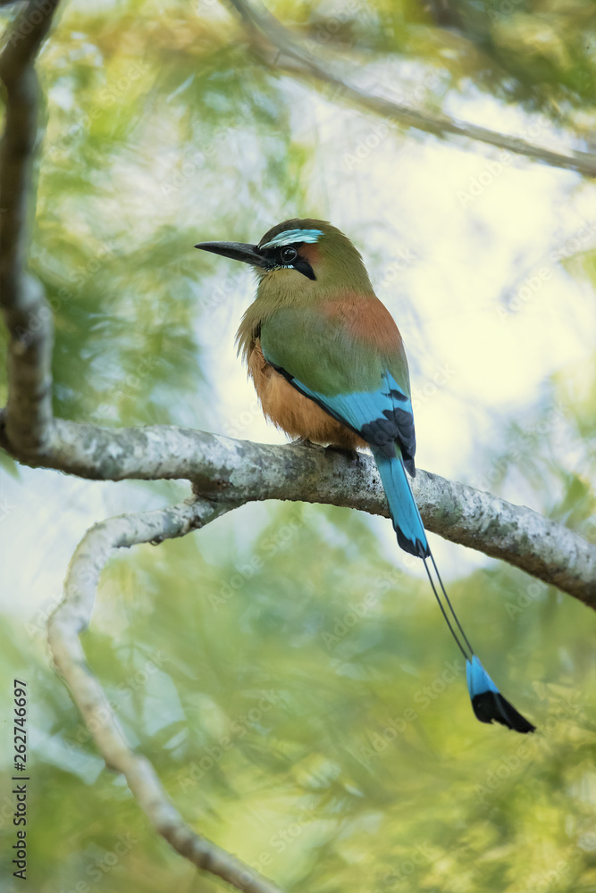 Turquoise-browed motmot (Eumomota superciliosa) also known as Torogoz ...