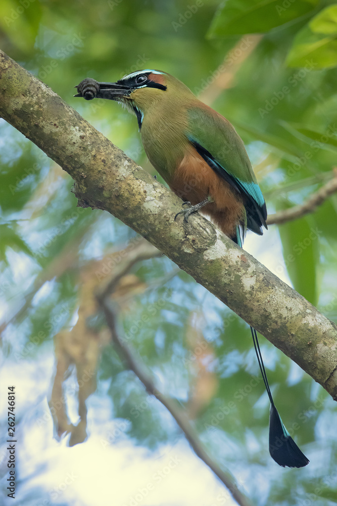 Turquoise-browed motmot (Eumomota superciliosa) also known as Torogoz ...