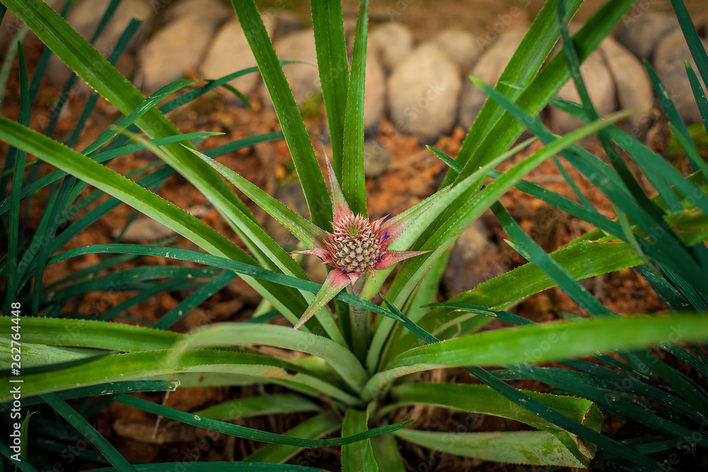 young pineapple fruit ready in its stage to sprout. The sapling of ...