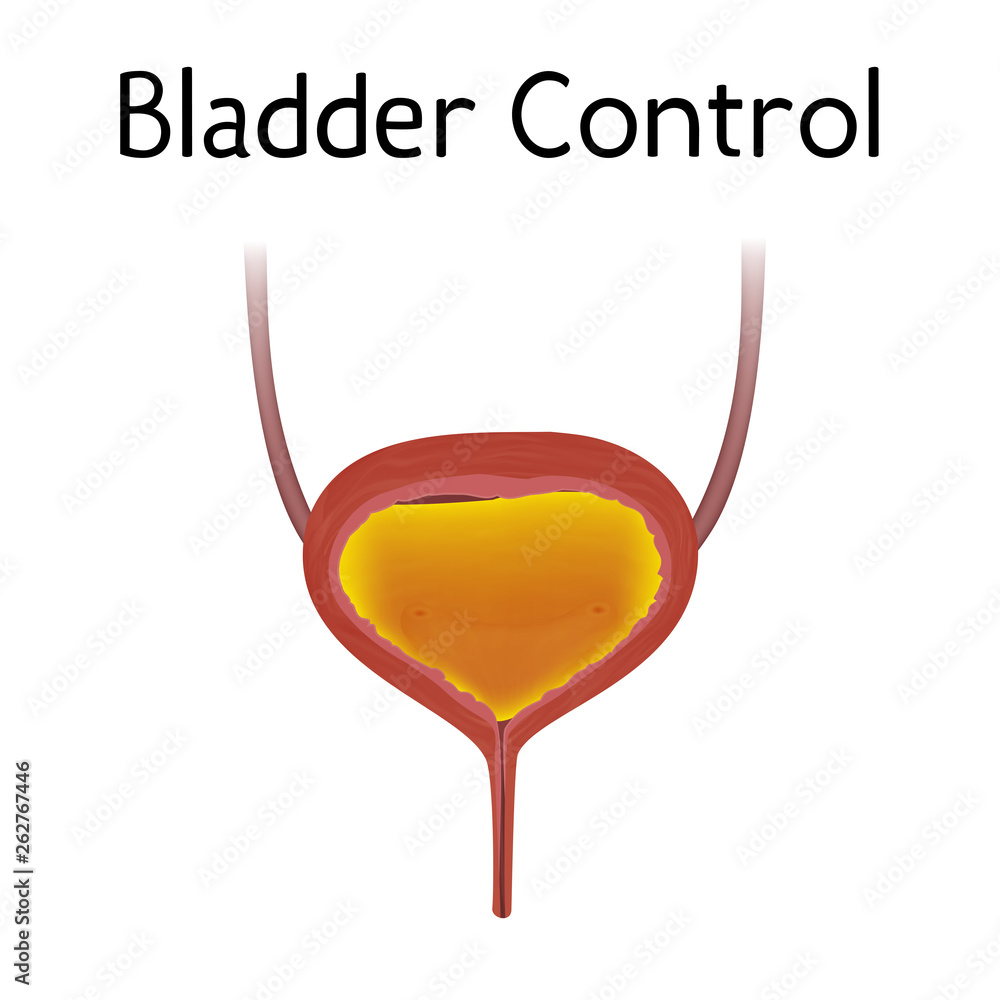 Anatomy picture of bladder full of urine. Urinary control. Realistic ...