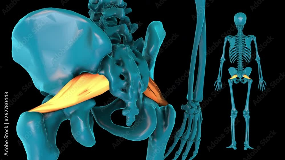 Piriformis--3D HUMAN MUSCLE ATLAS Stock Video | Adobe Stock